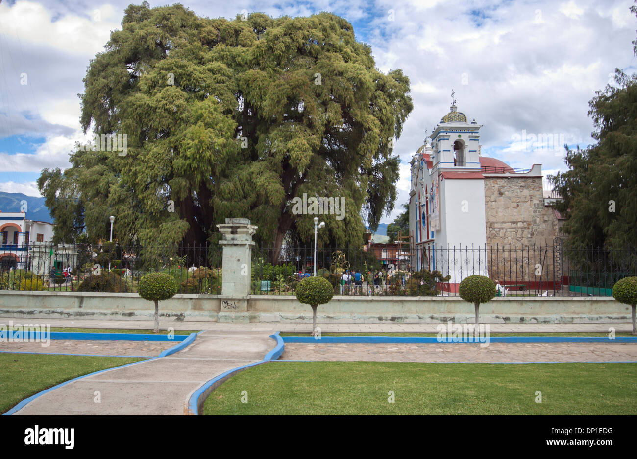 The Tule Tree High Resolution Stock Photography and Images - Alamy