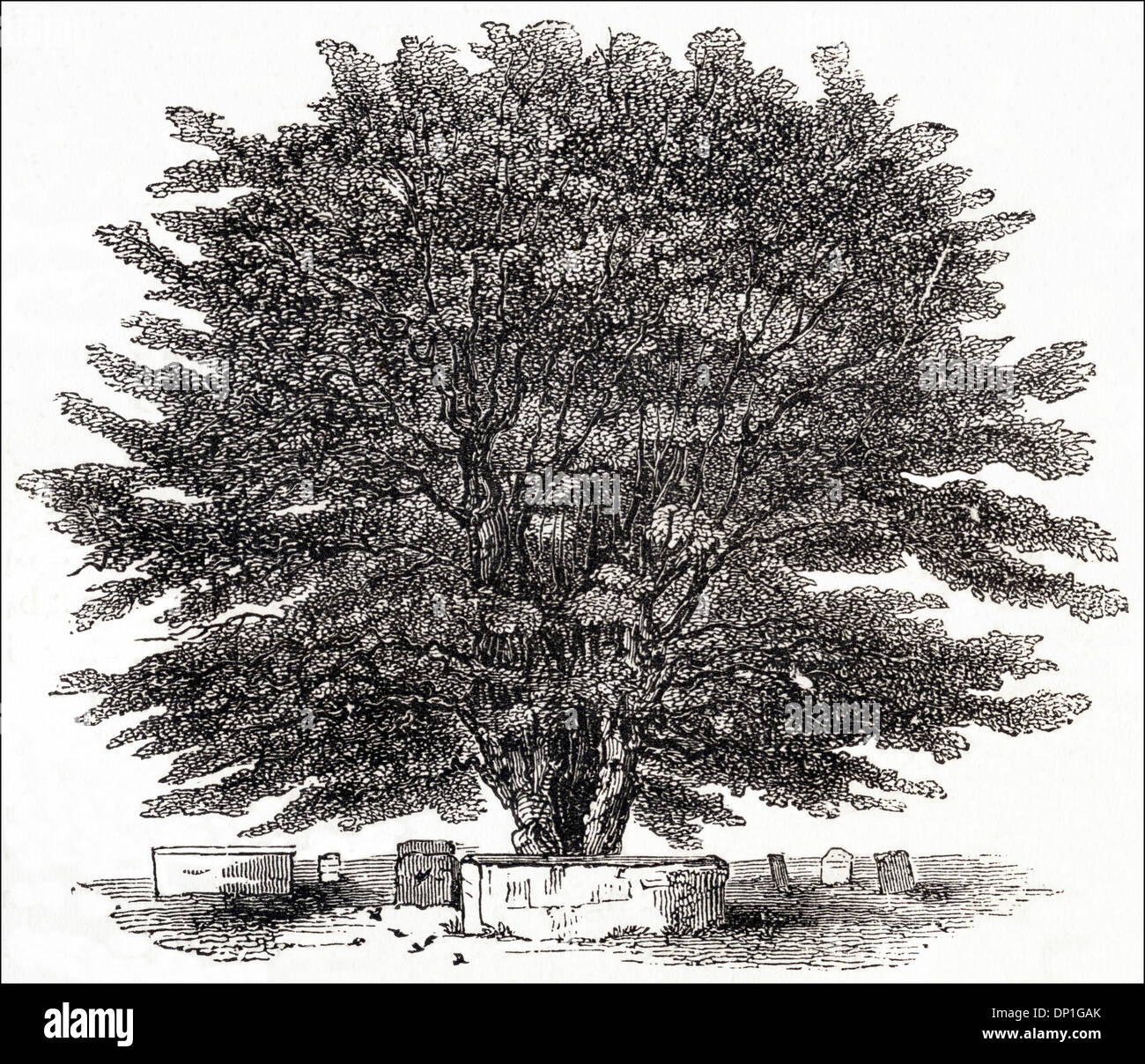 Medieval woodcut trees hi-res stock photography and images - Alamy