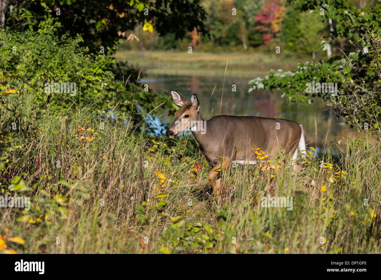 White-tailed doe in autumn Stock Photo - Alamy