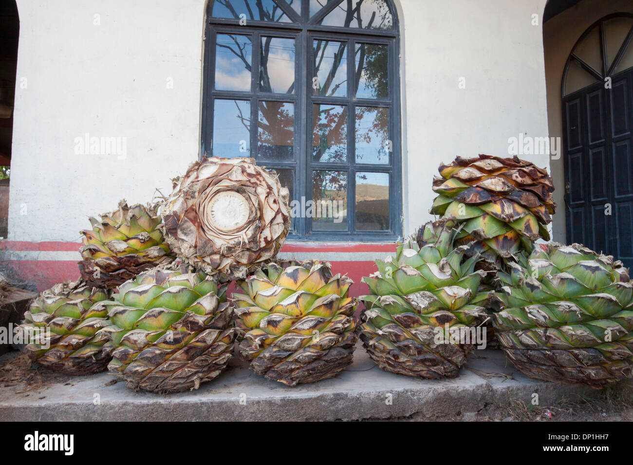 Plants after burned hi-res stock photography and images - Alamy