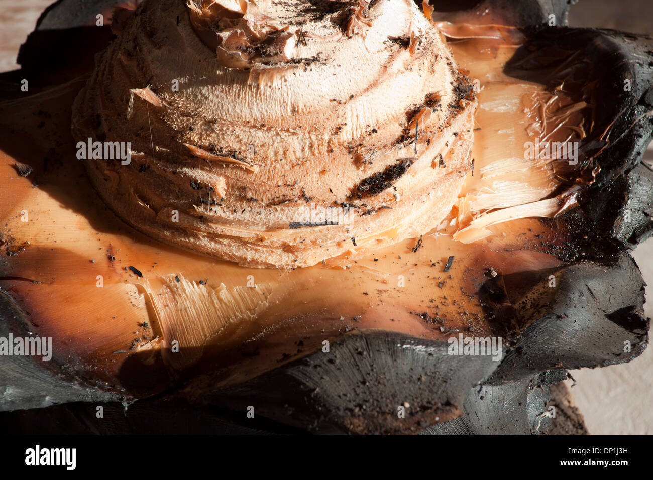 Mashed agave plants after burned. Matatlan, Oaxaca. Mexico Stock Photo ...
