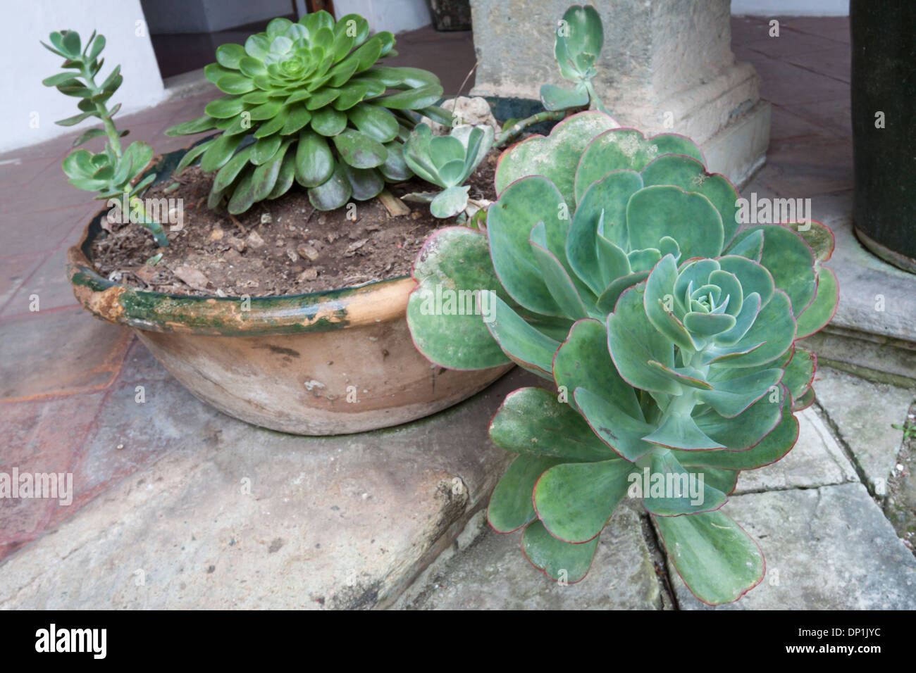 Agave Plant Mexico High Resolution Stock Photography and Images - Alamy