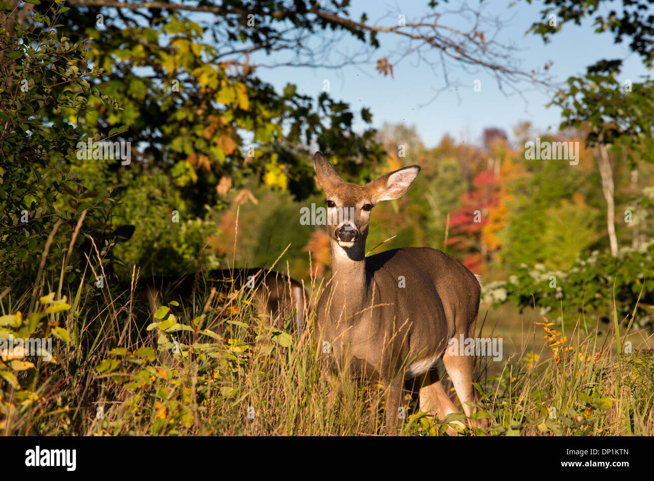 White-tailed deer in autumn Stock Photo - Alamy