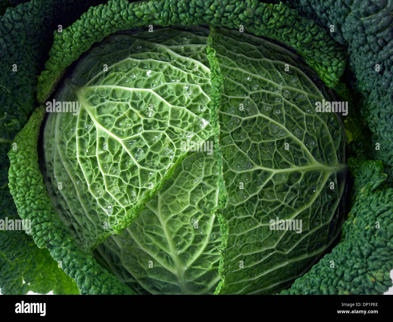 January king cabbages hi-res stock photography and images - Alamy