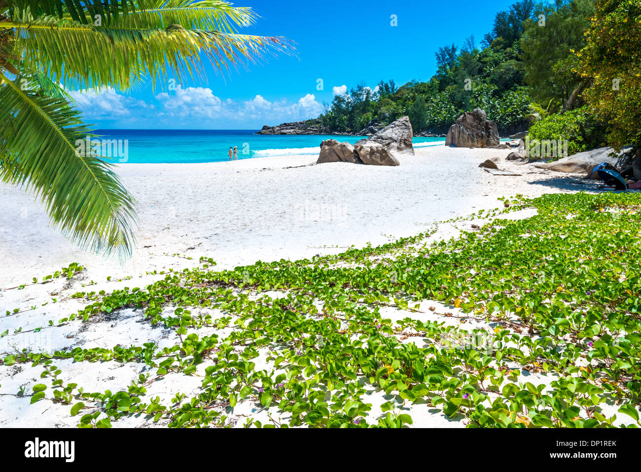 tropical beach with palm leaves Stock Photo - Alamy