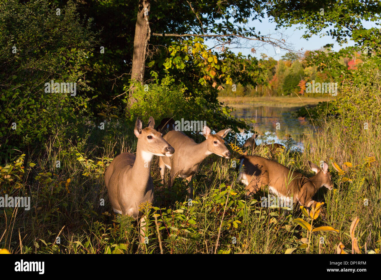White tailed deer in autumn hi-res stock photography and images - Alamy