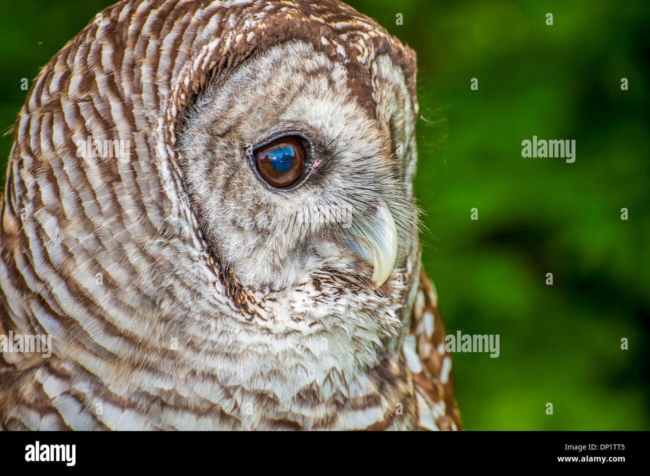 Barred Owl Hi Res Stock Photography And Images Alamy