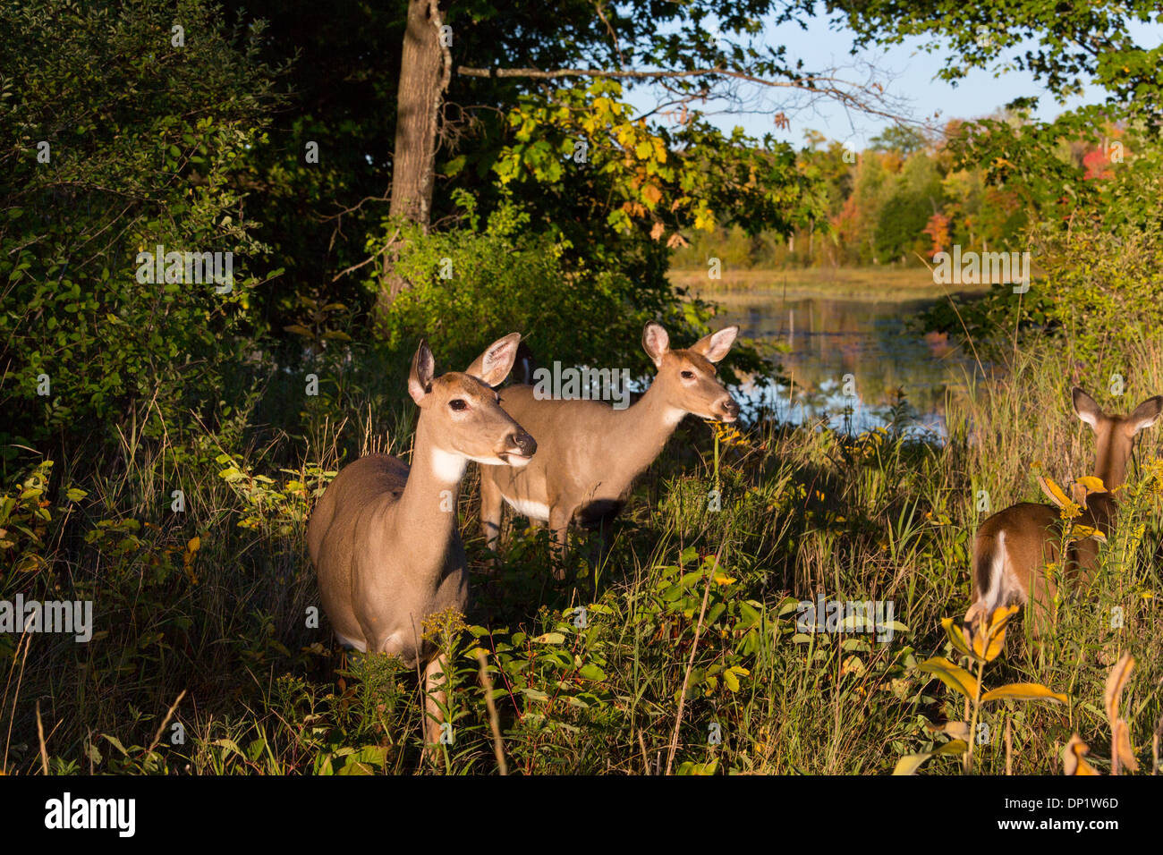 White-tailed deer in autumn Stock Photo - Alamy
