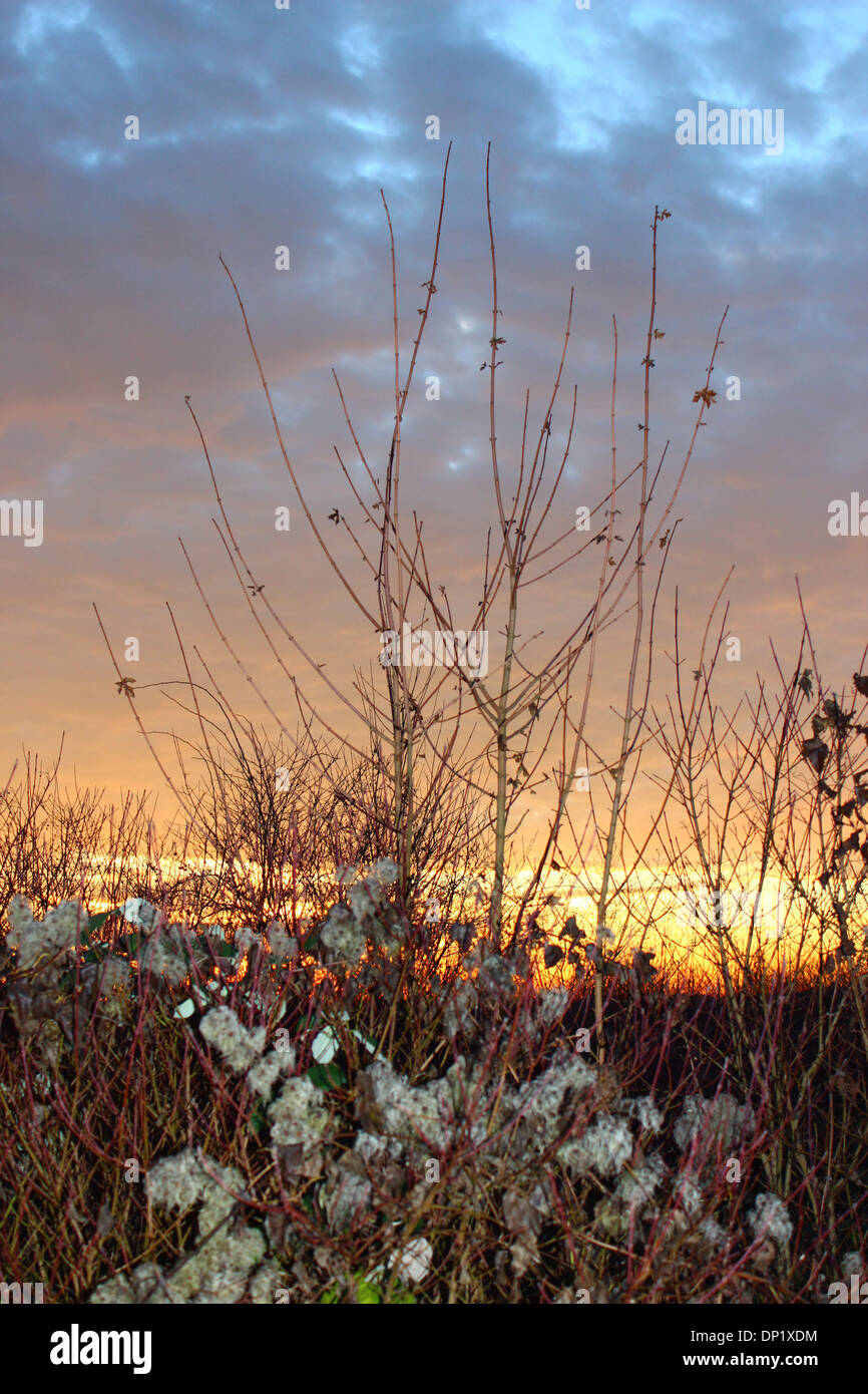 Snowflowers hi-res stock photography and images - Alamy