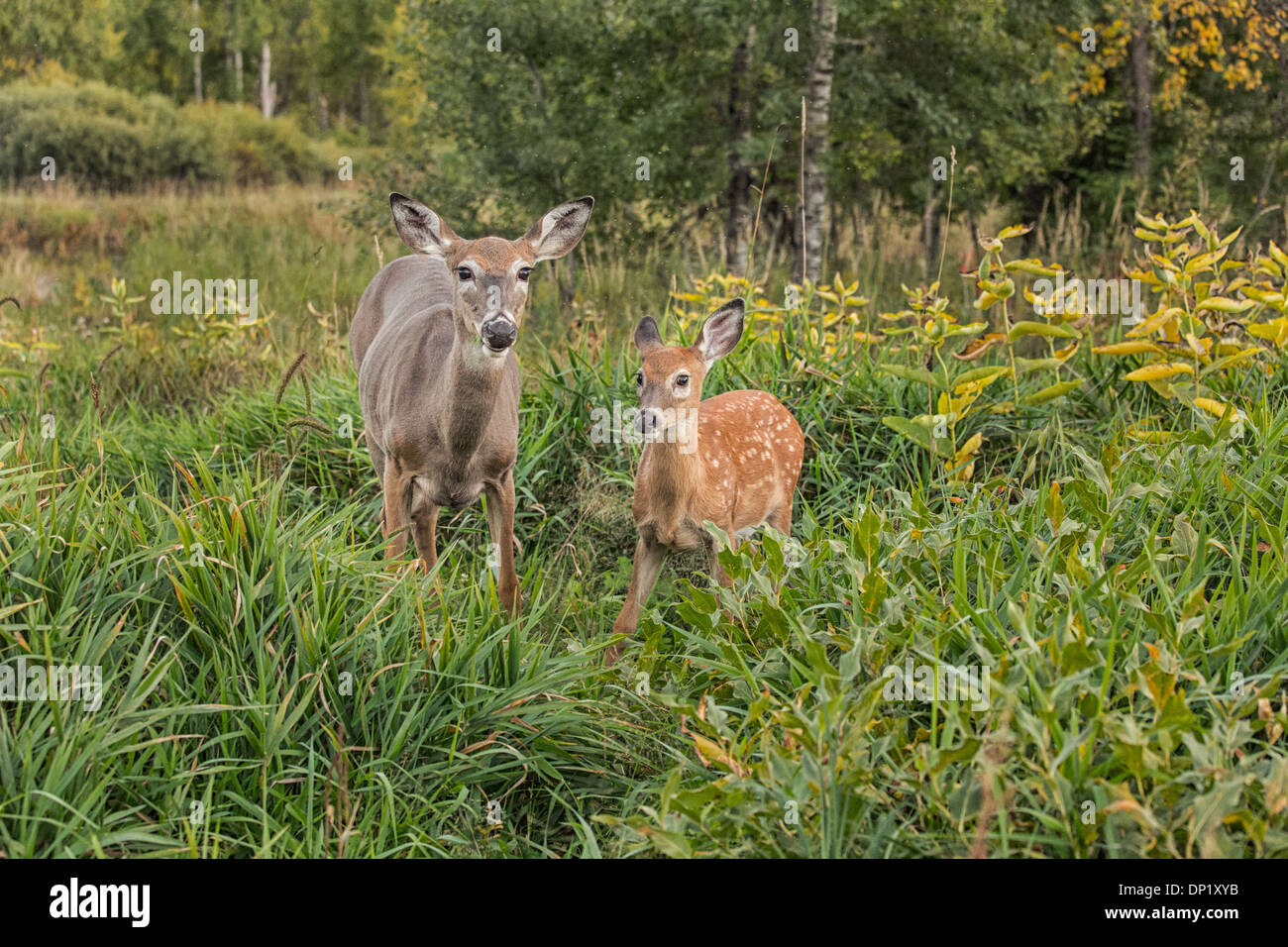 White-tailed doe with her fawn Stock Photo - Alamy