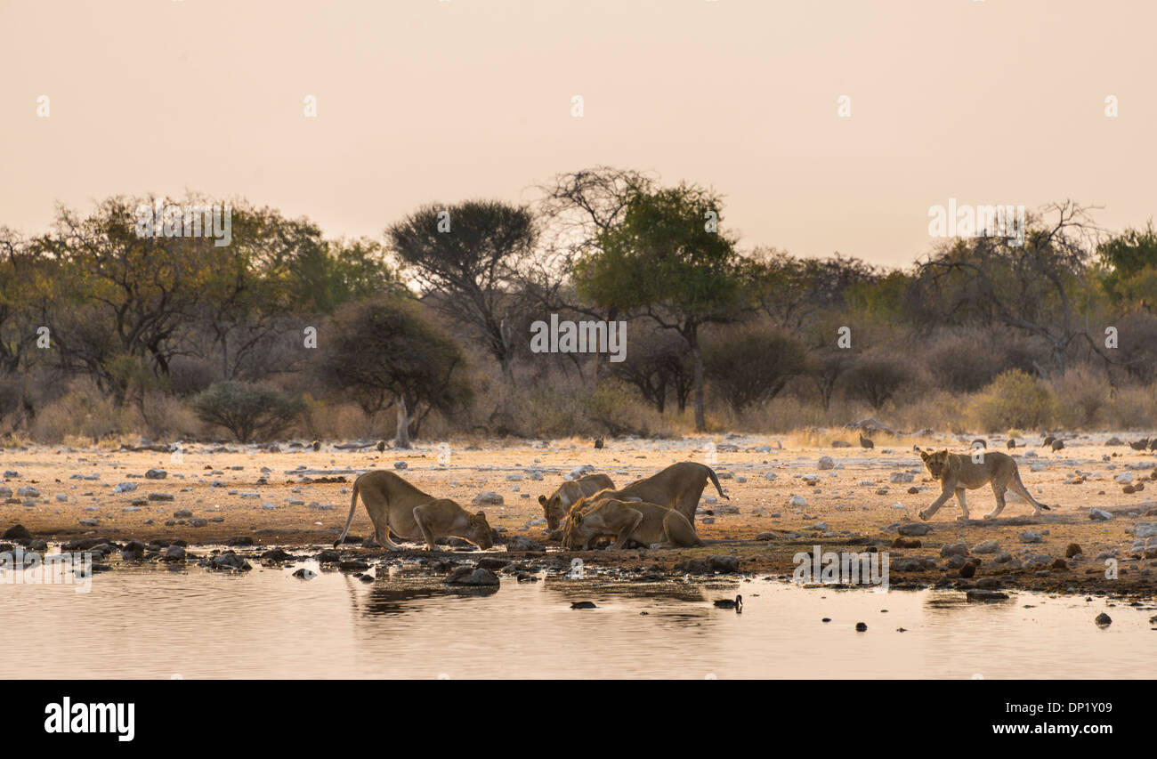 Pride of lions (Panthera leo) drinking at the Klein Namutoni waterhole, Etosha National Park ...