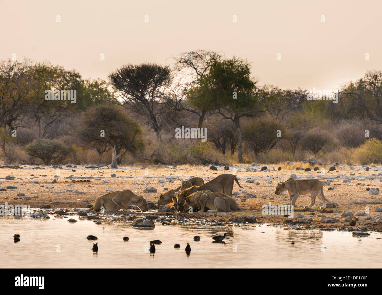 Pride of lions (Panthera leo) drinking at the Klein Namutoni waterhole, Etosha National Park ...