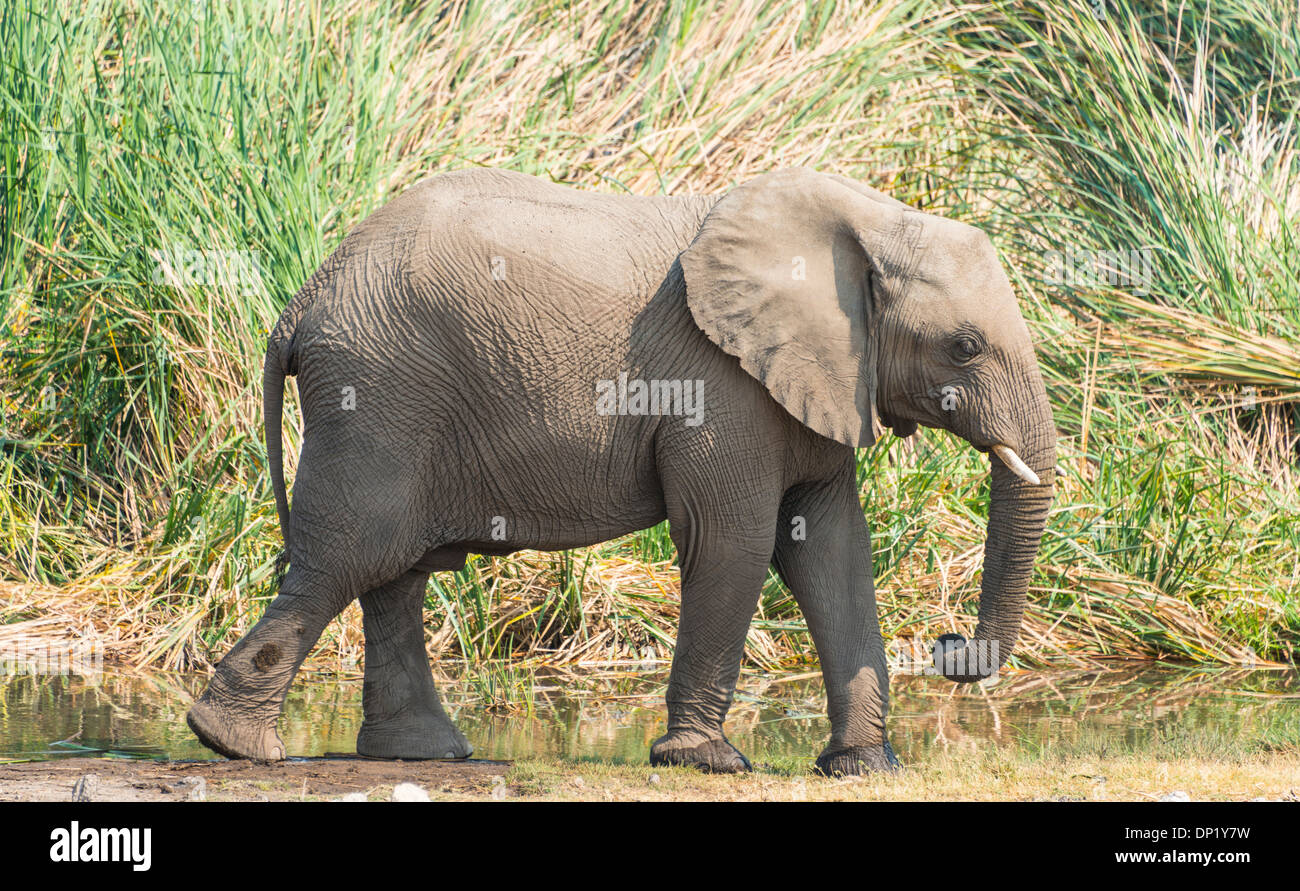 Young African Bush Elephant (Loxodonta africana) walking in front of ...