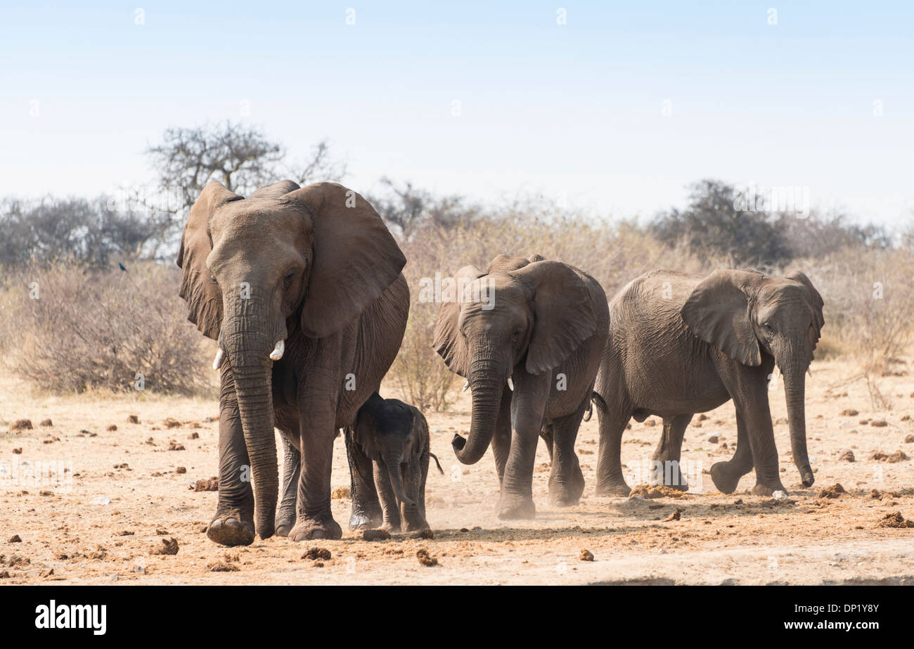 Elephants marching hi-res stock photography and images - Alamy