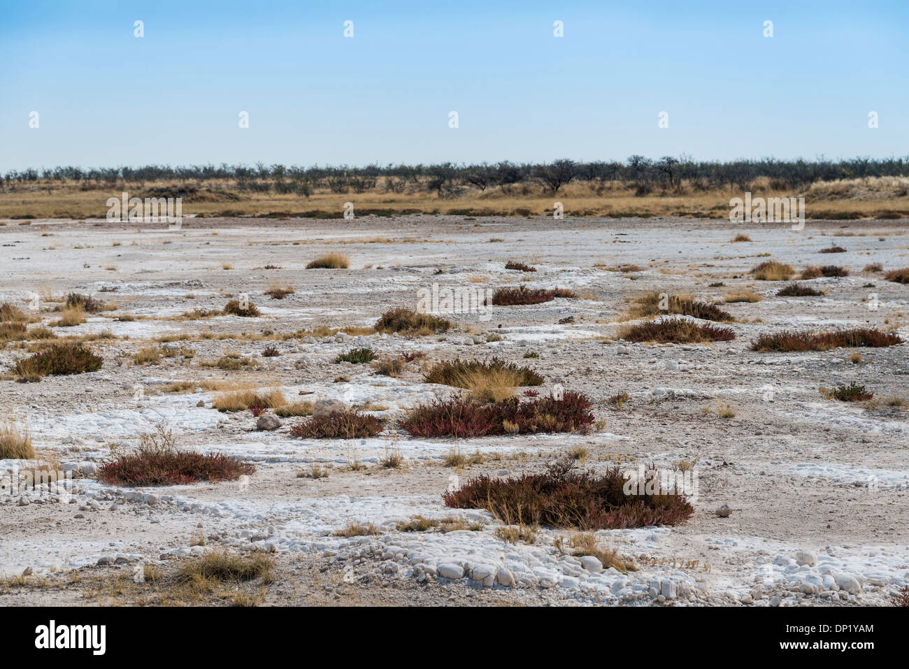 Etosha pan hi-res stock photography and images - Alamy