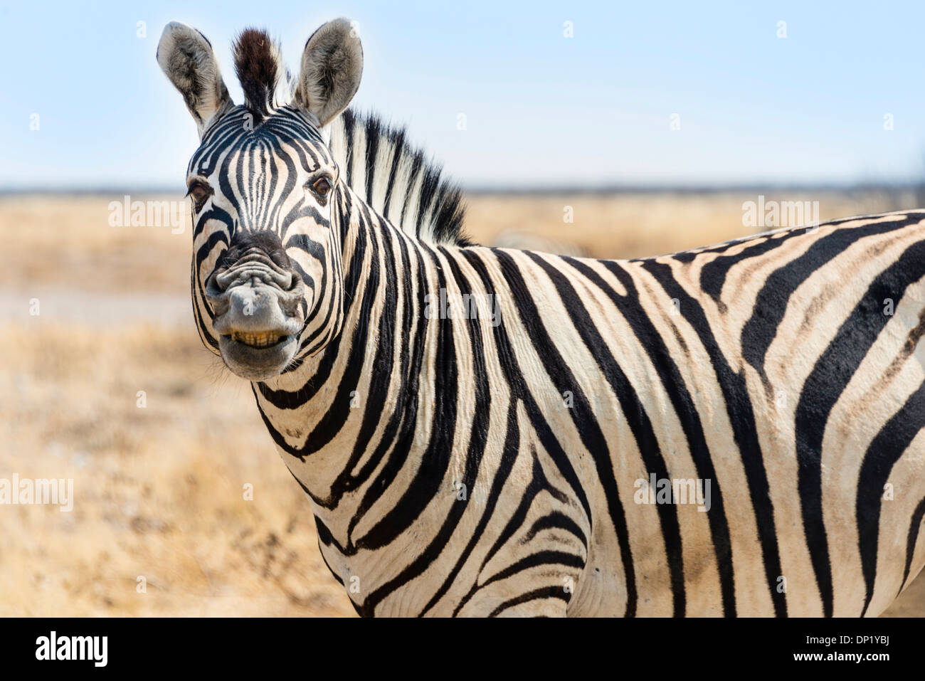 Zebra neighing hi-res stock photography and images - Alamy