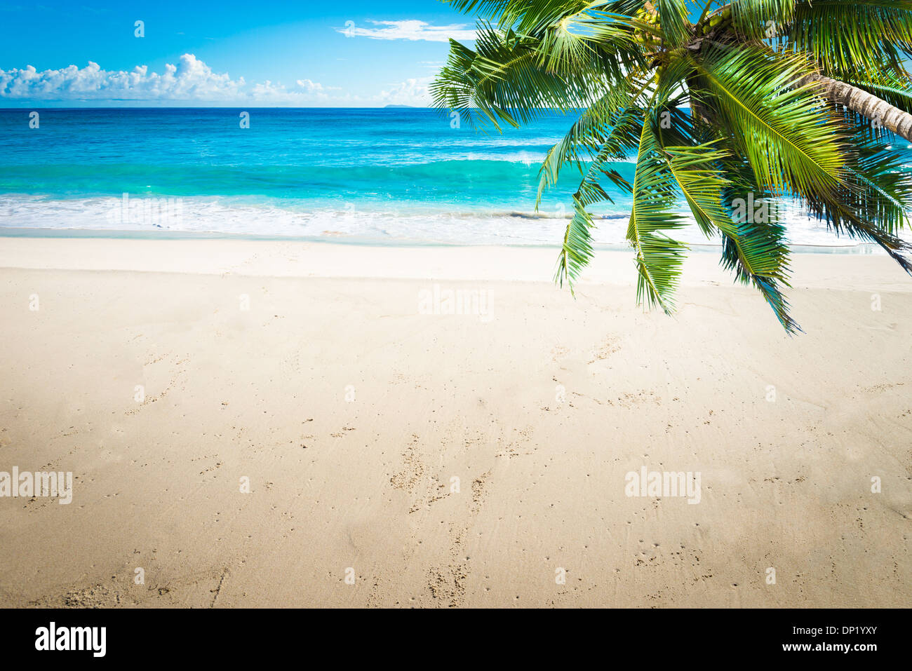 tropical beach with palm leaves Stock Photo - Alamy