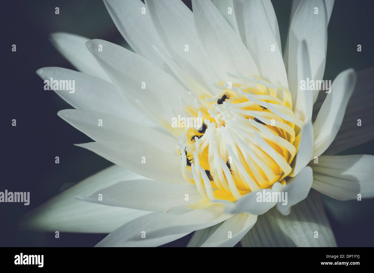Lotus flower in the nature beautiful eco concept Stock Photo - Alamy