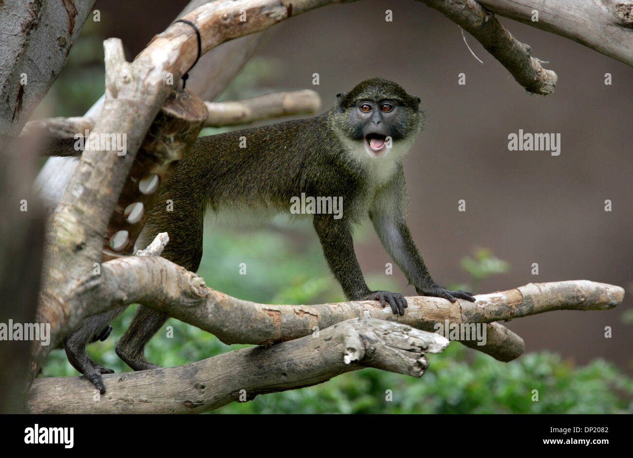 Monkey from san diego zoo hi-res stock photography and images - Alamy