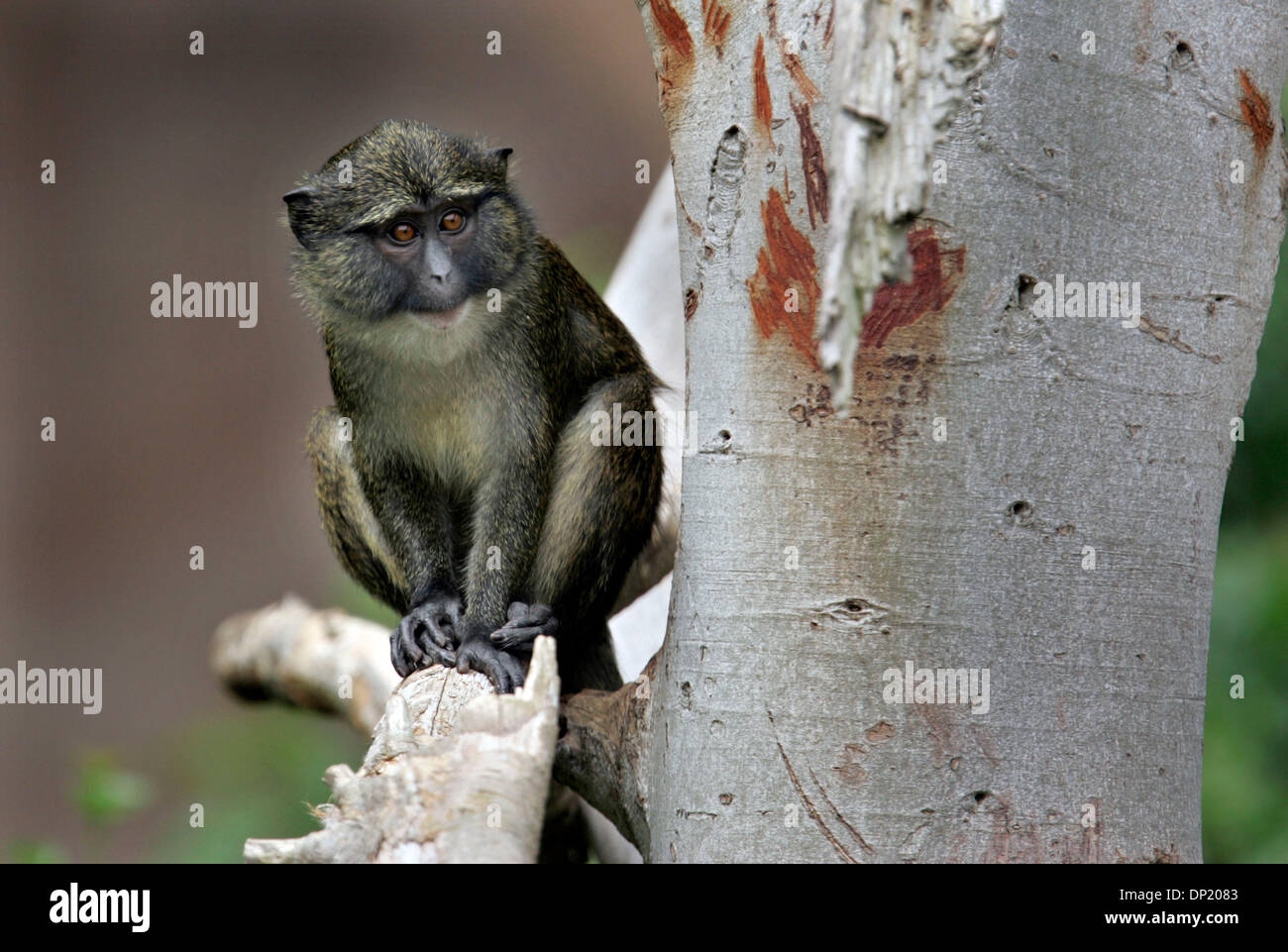 Monkey from san diego zoo hi-res stock photography and images - Alamy