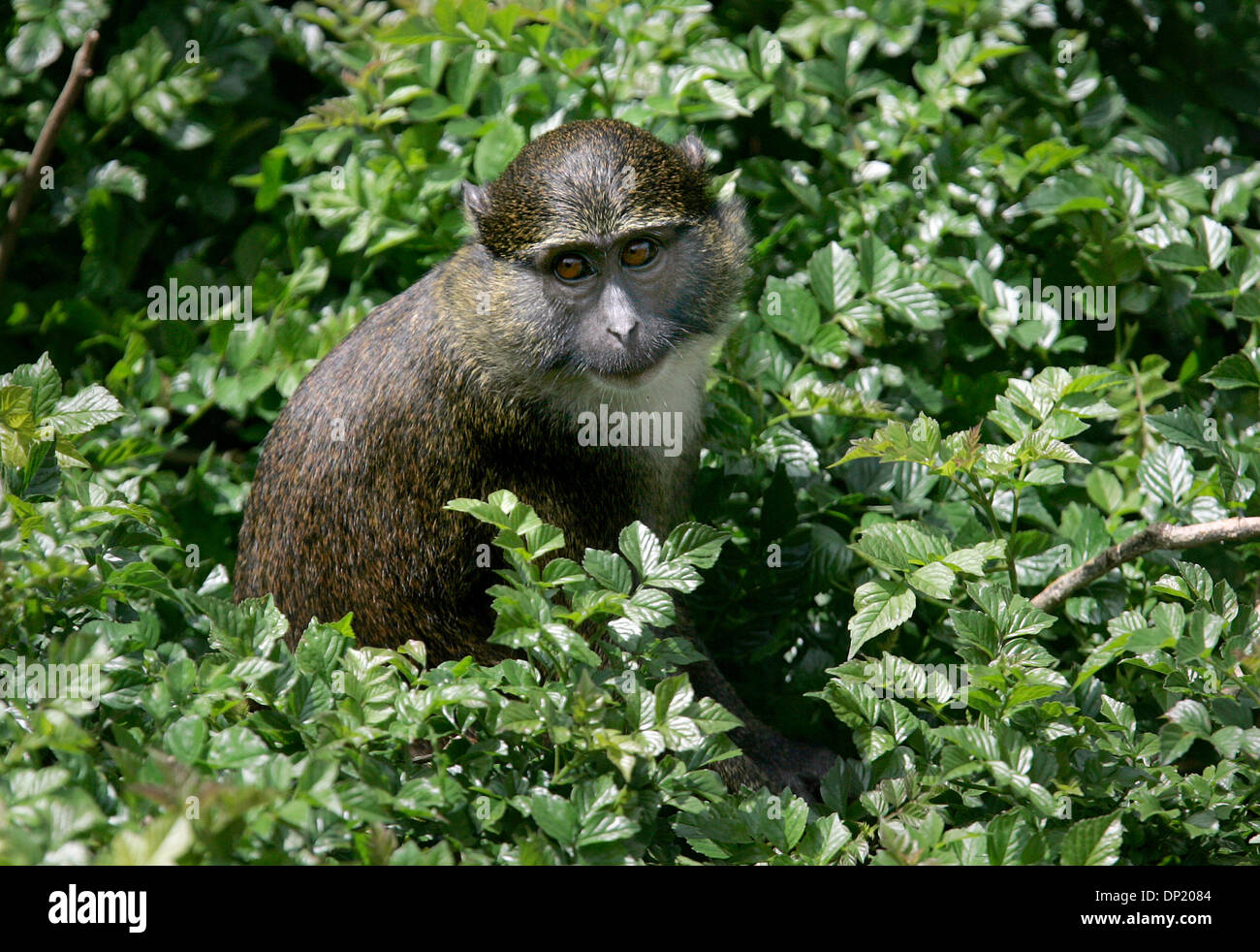 Monkey from san diego zoo hi-res stock photography and images - Alamy