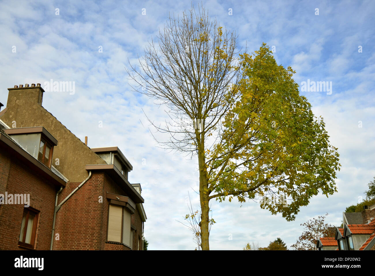 This tree is beside itself with all the changes in weather this autumn ...
