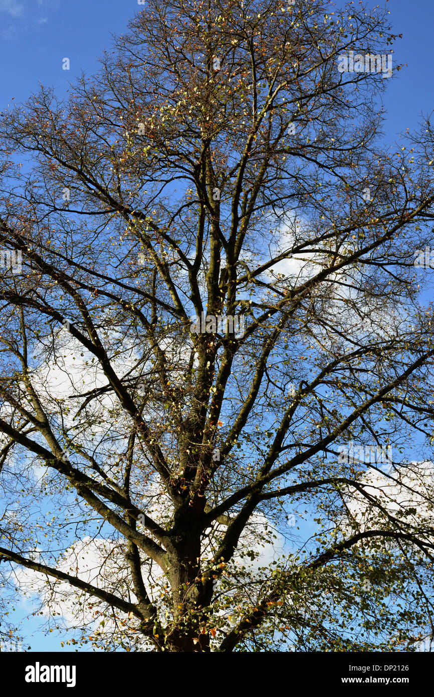 bare tree with very few leaves (in autumn) with lightly clouded sky as ...