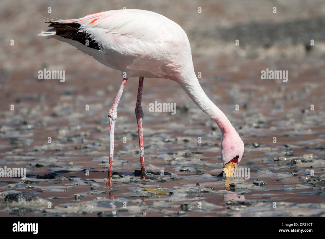 Andean Flamingo (Phoenicoparrus andinus), Potosí Department, Bolivia ...