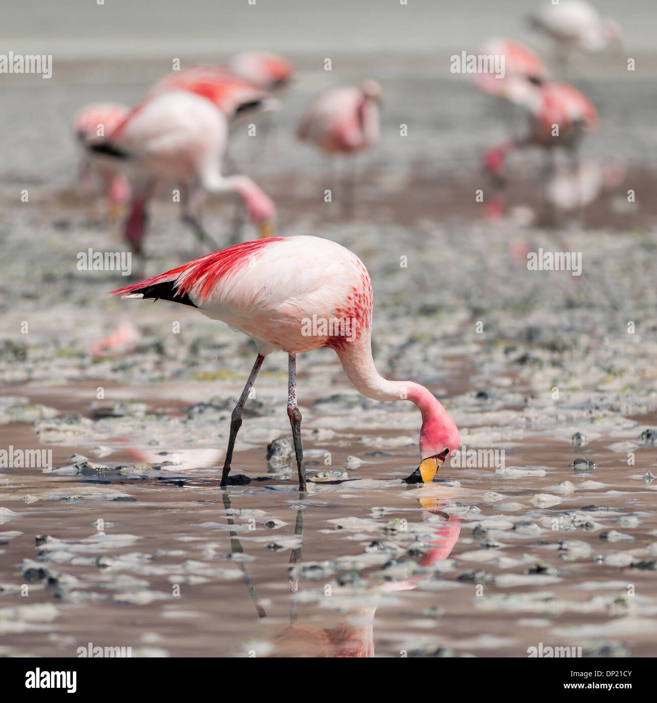 Andean flamingos (Phoenicoparrus andinus), Potosí Department, Bolivia ...