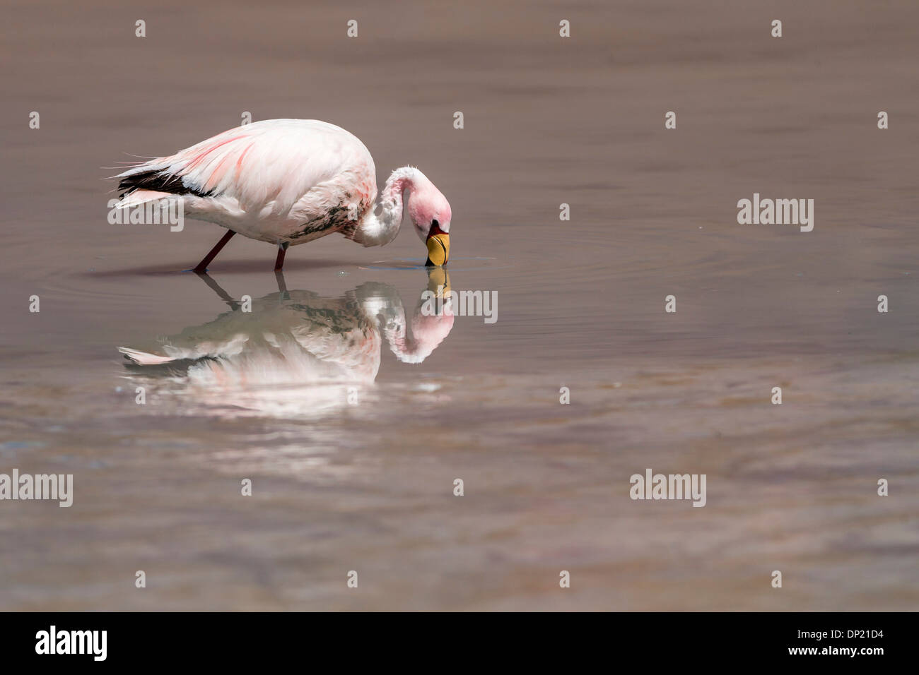 Andean Flamingo (Phoenicoparrus andinus), Potosí Department, Bolivia ...