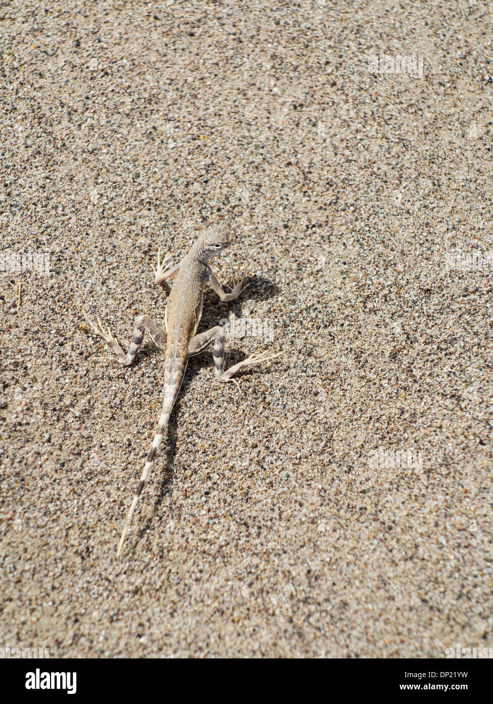 Zebra-tailed lizard (Callisaurus draconoides), Death Valley National ...