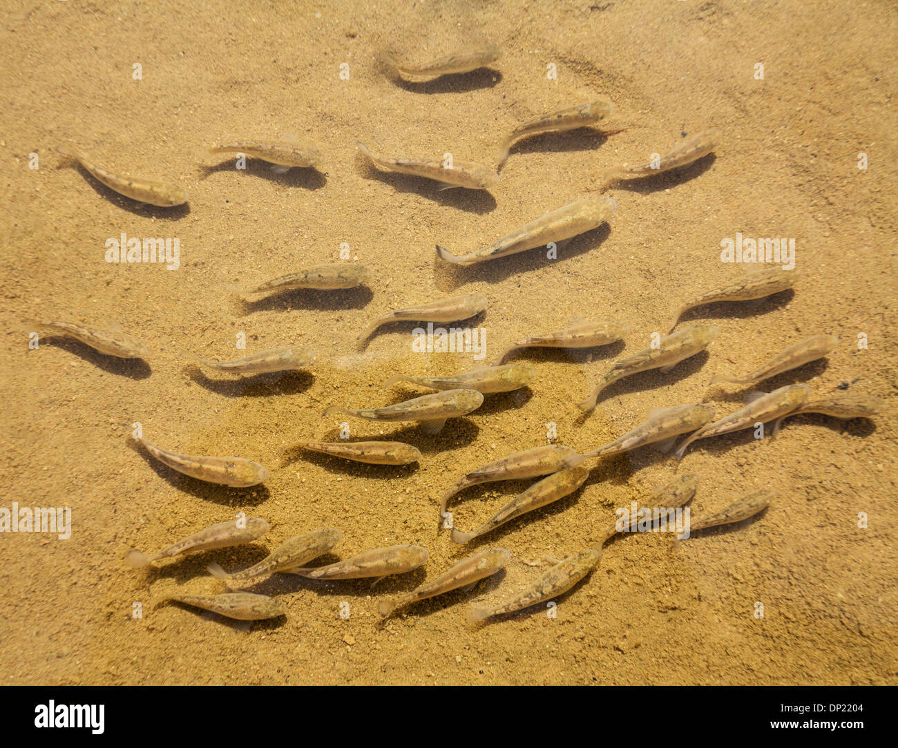 Death Valley pupfish (Cyprinodon salinus salinus), endemic to the Salt ...