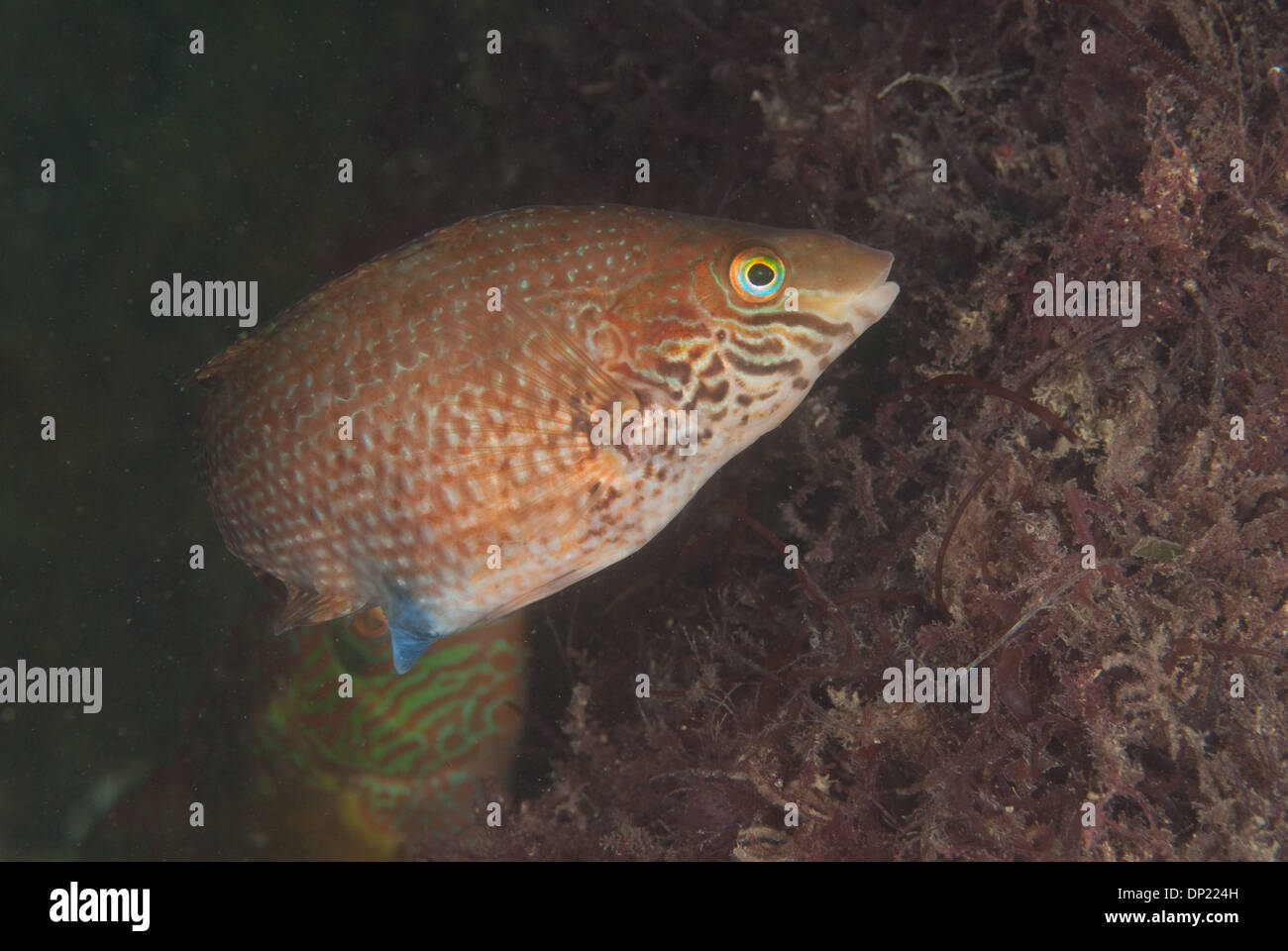Female Corkwing Wrasse,fish life, nest Stock Photo - Alamy
