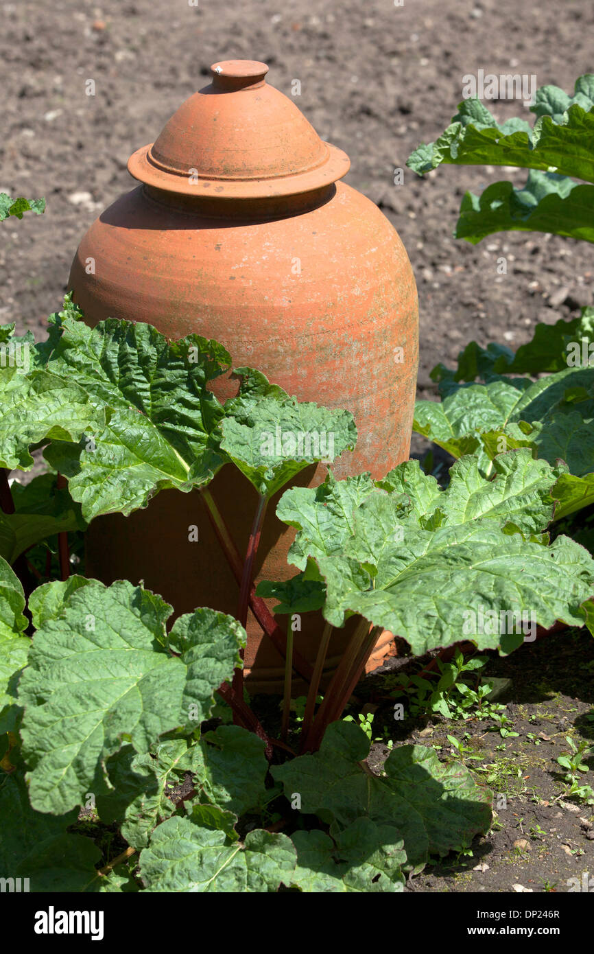 Terracotta rhubarb forcer bell cloches hi-res stock photography and ...