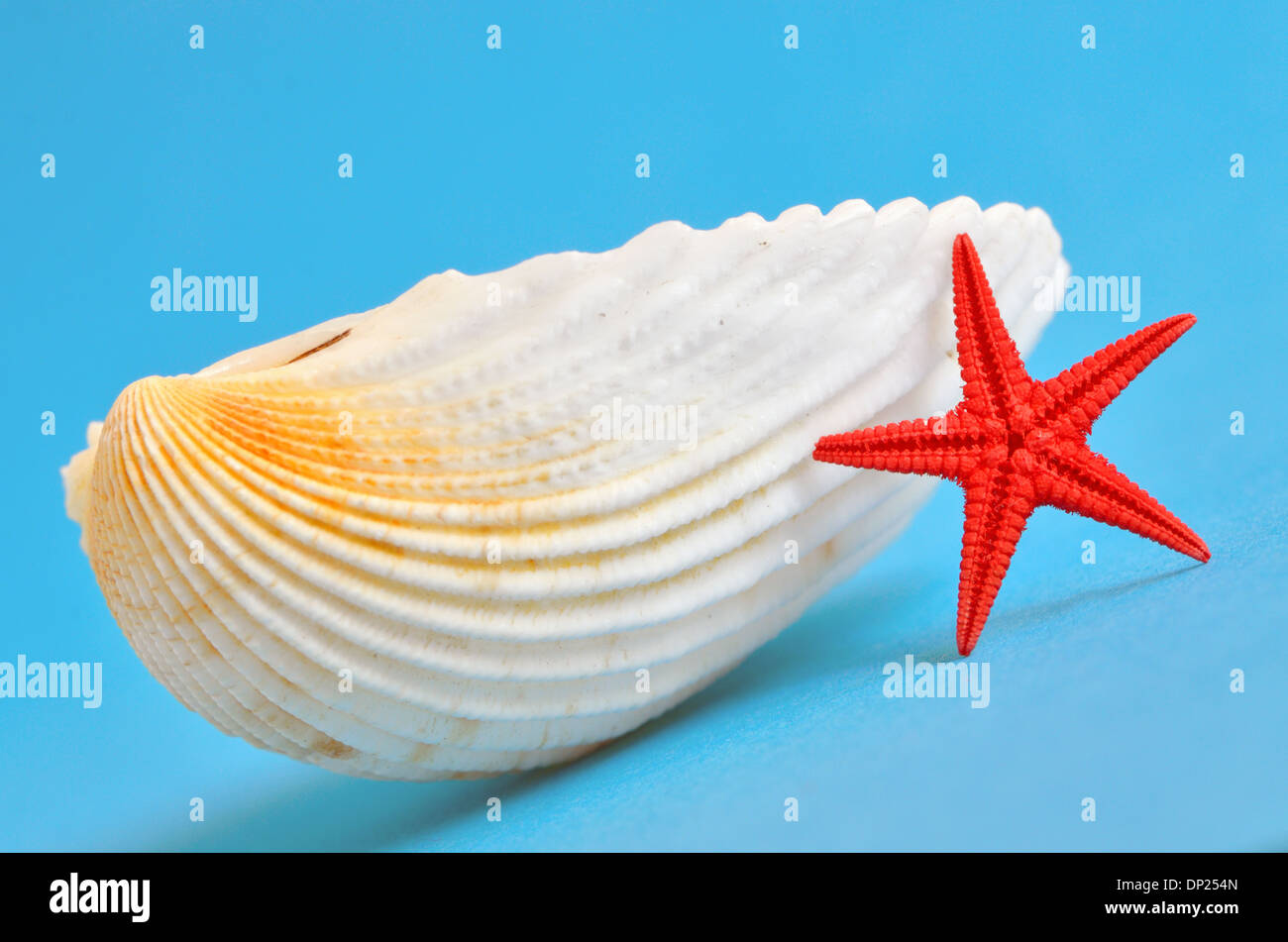 Seashell red hi-res stock photography and images - Alamy