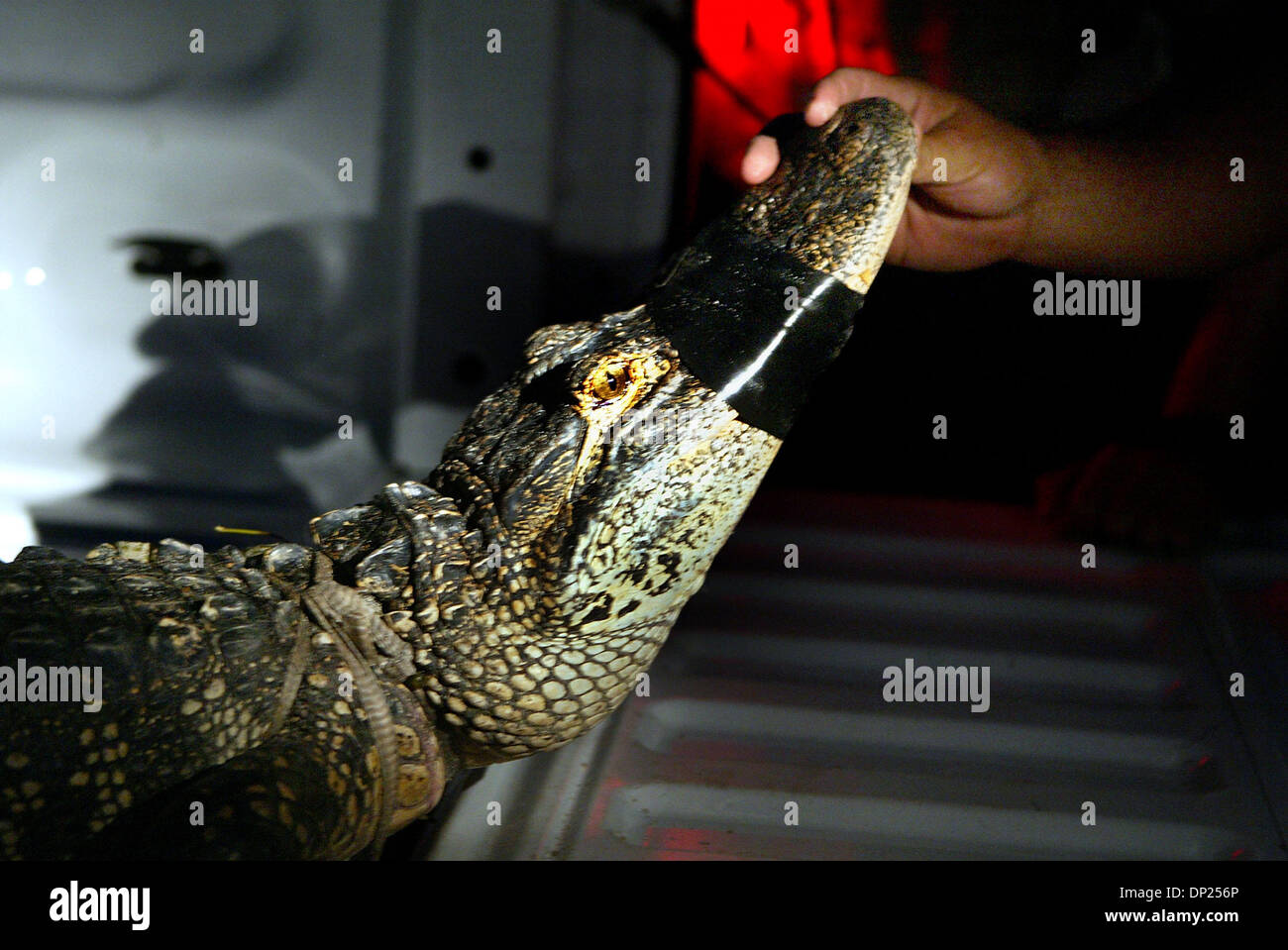 Greg butcher hi-res stock photography and images - Alamy