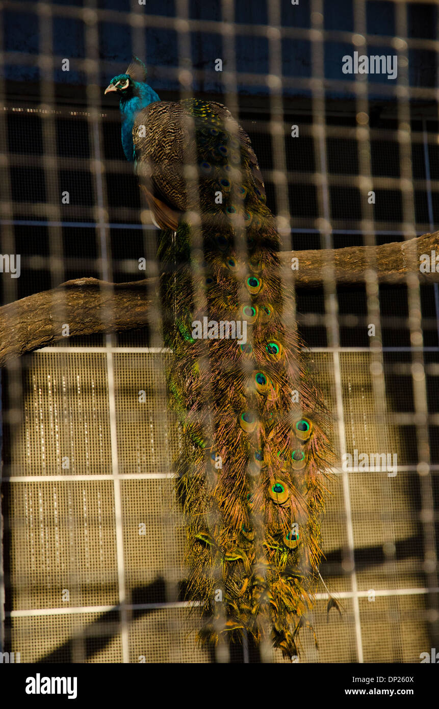 Yerevan zoo hi-res stock photography and images - Alamy