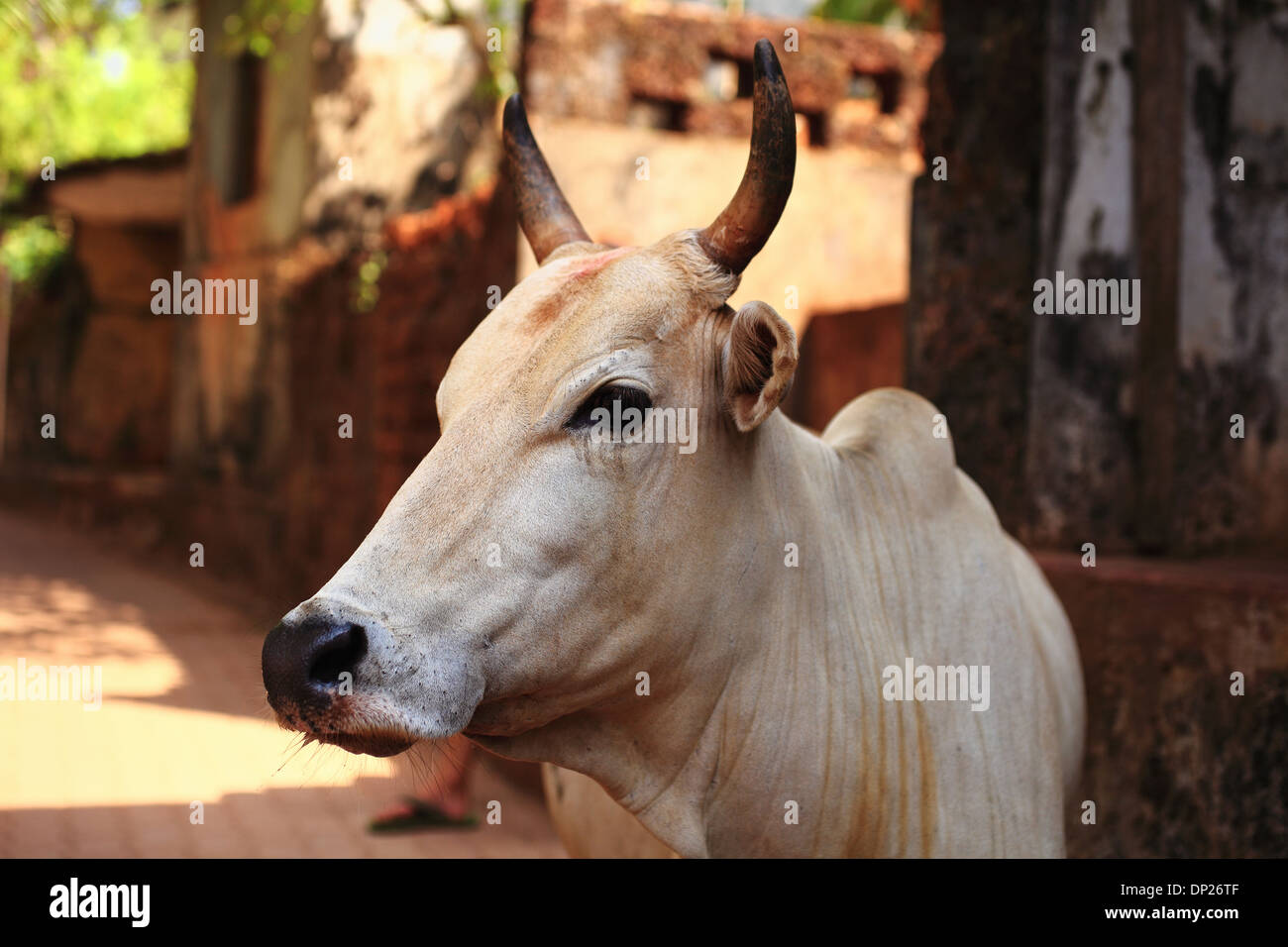 Bull india hi-res stock photography and images - Alamy