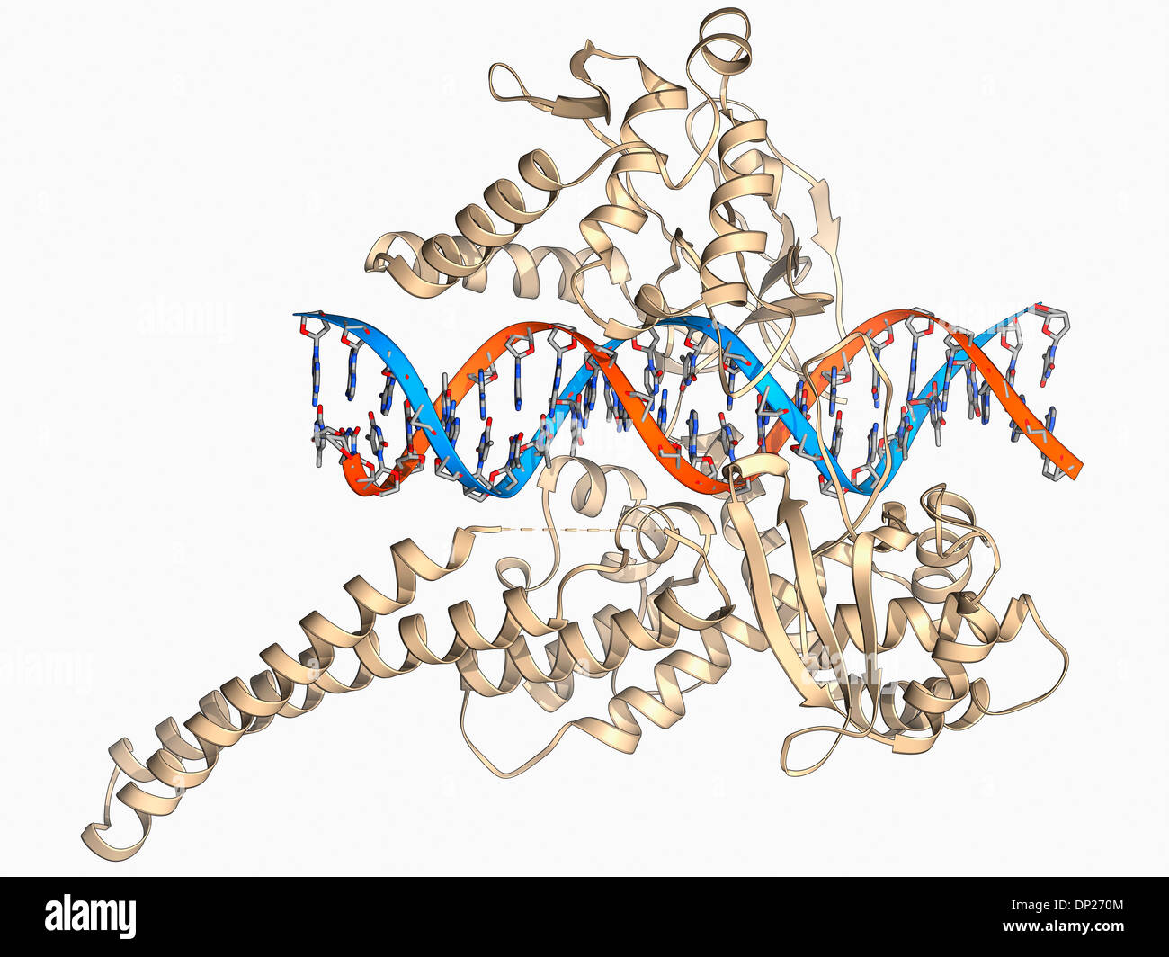 Dna topoisomerase hi-res stock photography and images - Alamy