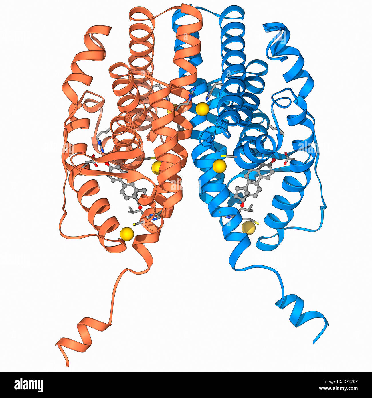Estrogen Receptor Structure