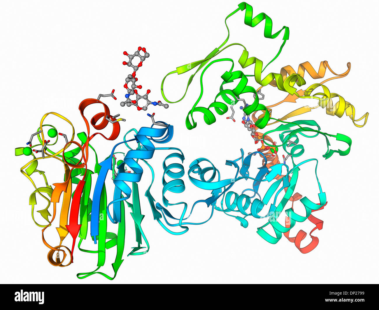 DNase I complex, molecular model Stock Photo - Alamy