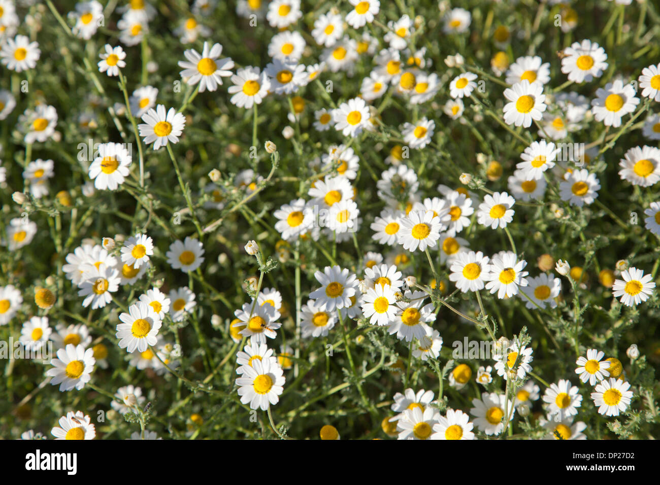 Daisies field hi-res stock photography and images - Alamy