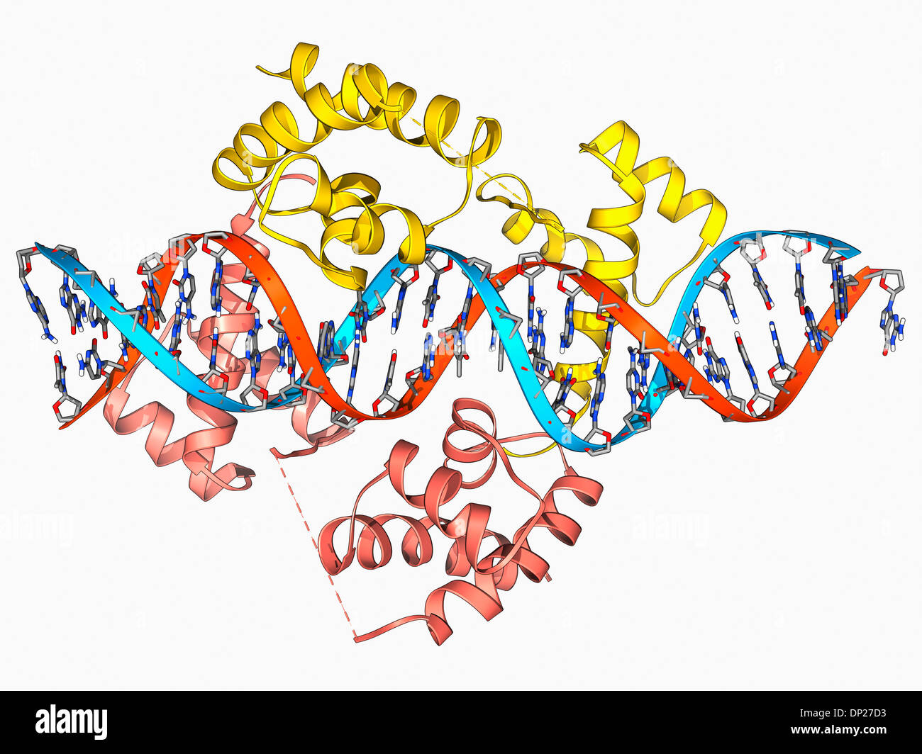 Transcription dna hi-res stock photography and images - Alamy