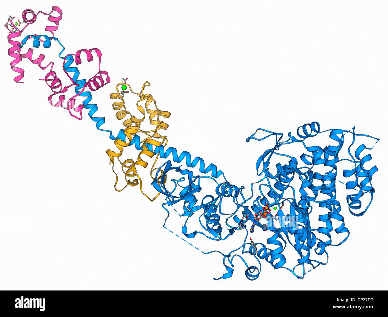 Myosin fragment molecule Stock Photo - Alamy