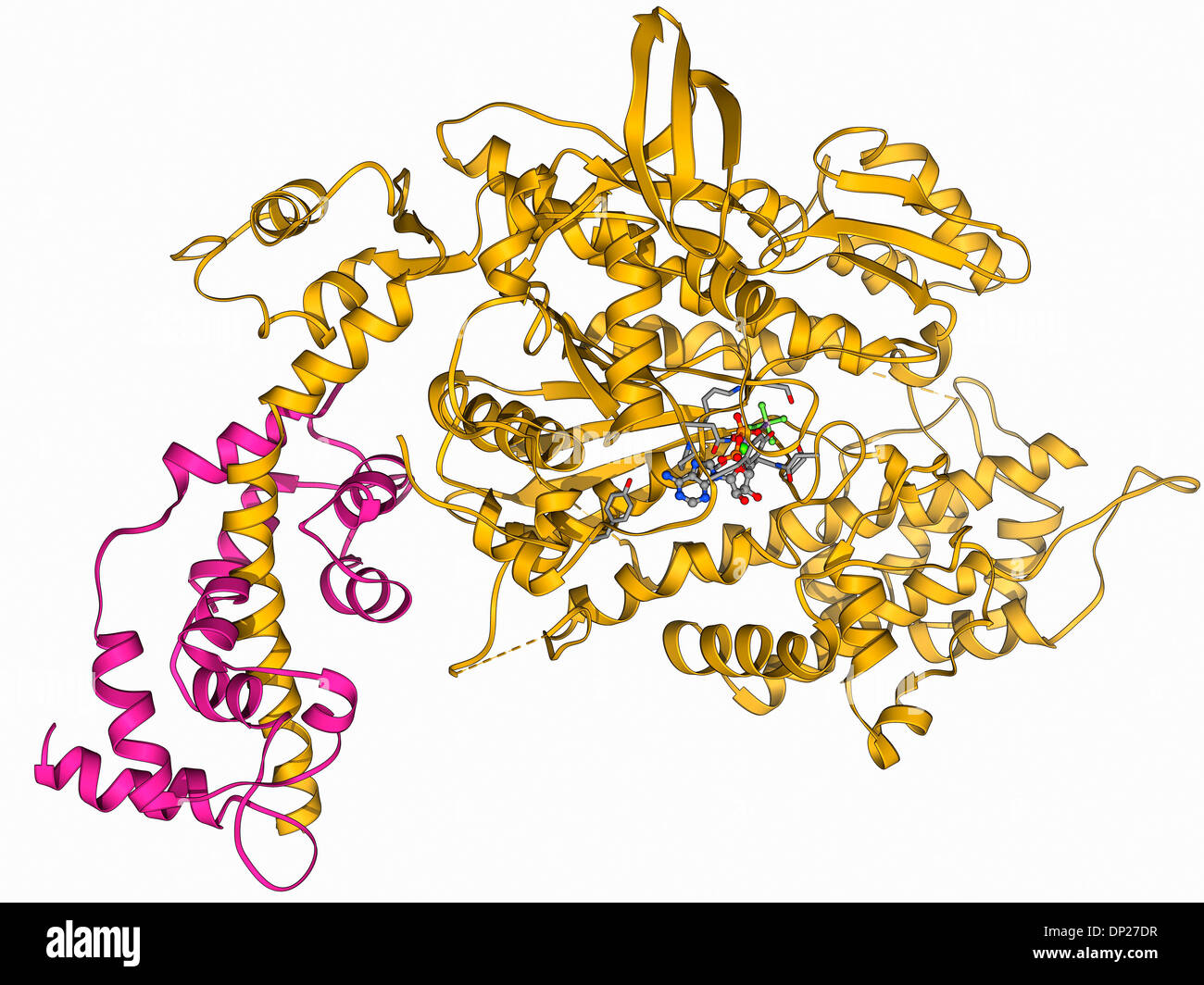 Myosin protein hi-res stock photography and images - Alamy