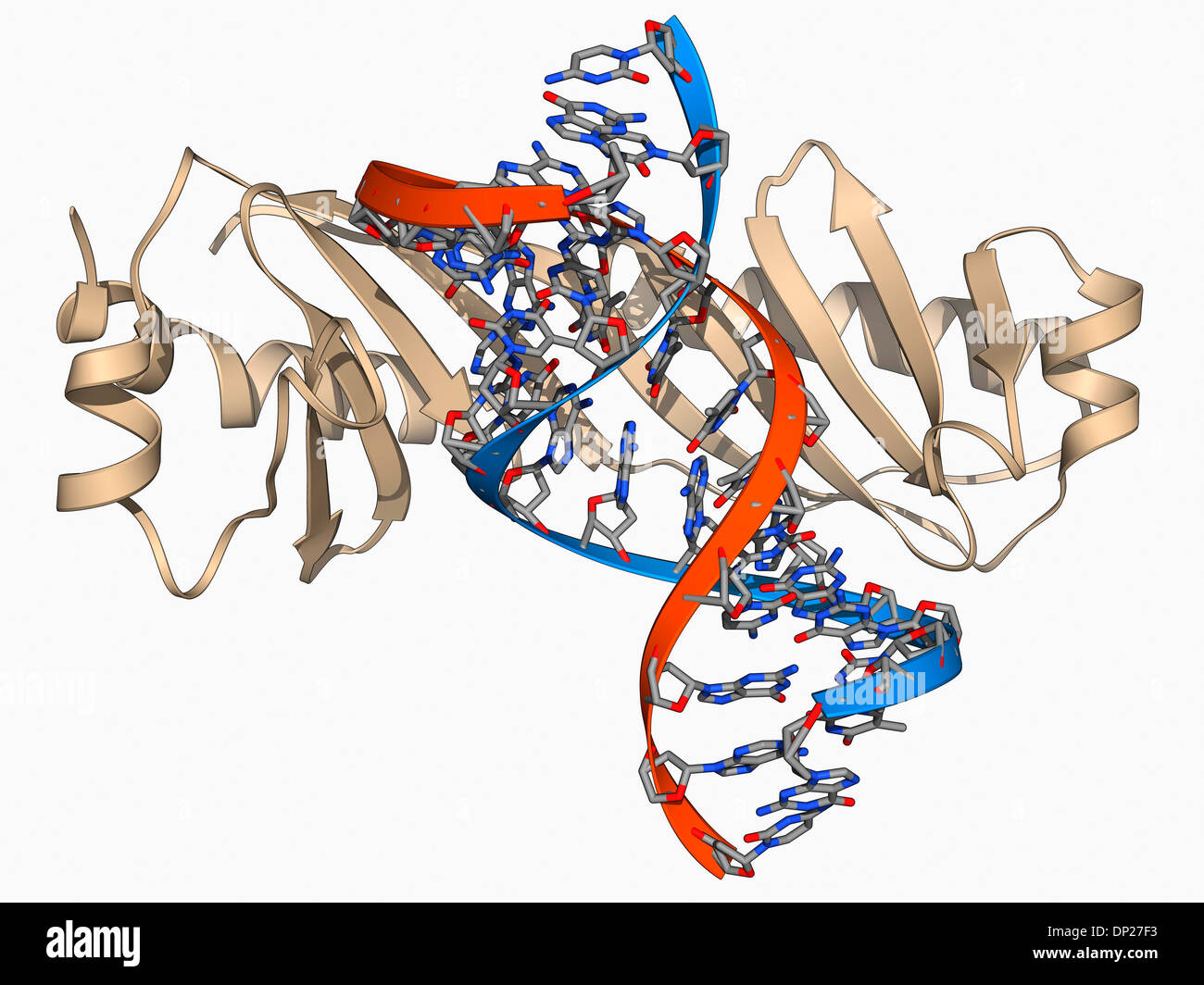 TATA box-binding protein and DNA Stock Photo - Alamy