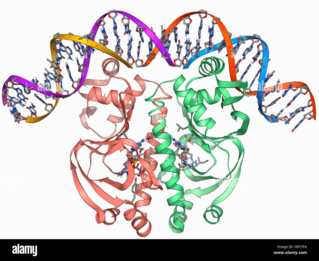 Operon structure hi-res stock photography and images - Alamy