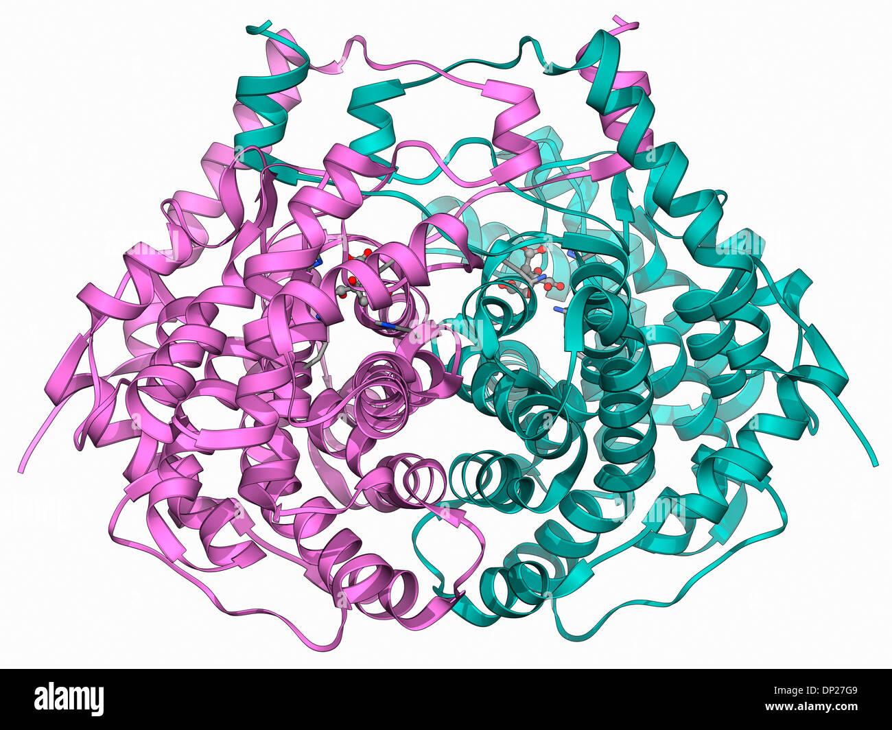 Citrate synthase molecule Stock Photo - Alamy