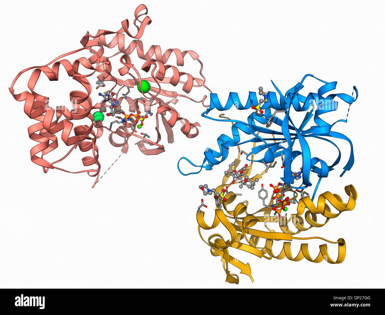 Enzyme complex hi-res stock photography and images - Alamy
