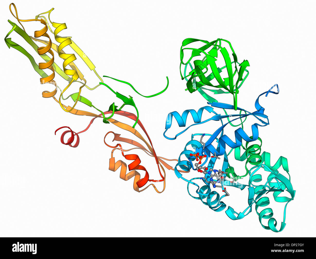 Elongation factor G Stock Photo - Alamy